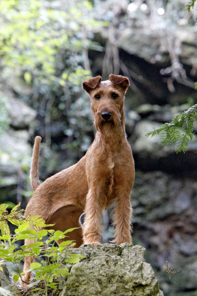 Irish Fellow | Irish Online